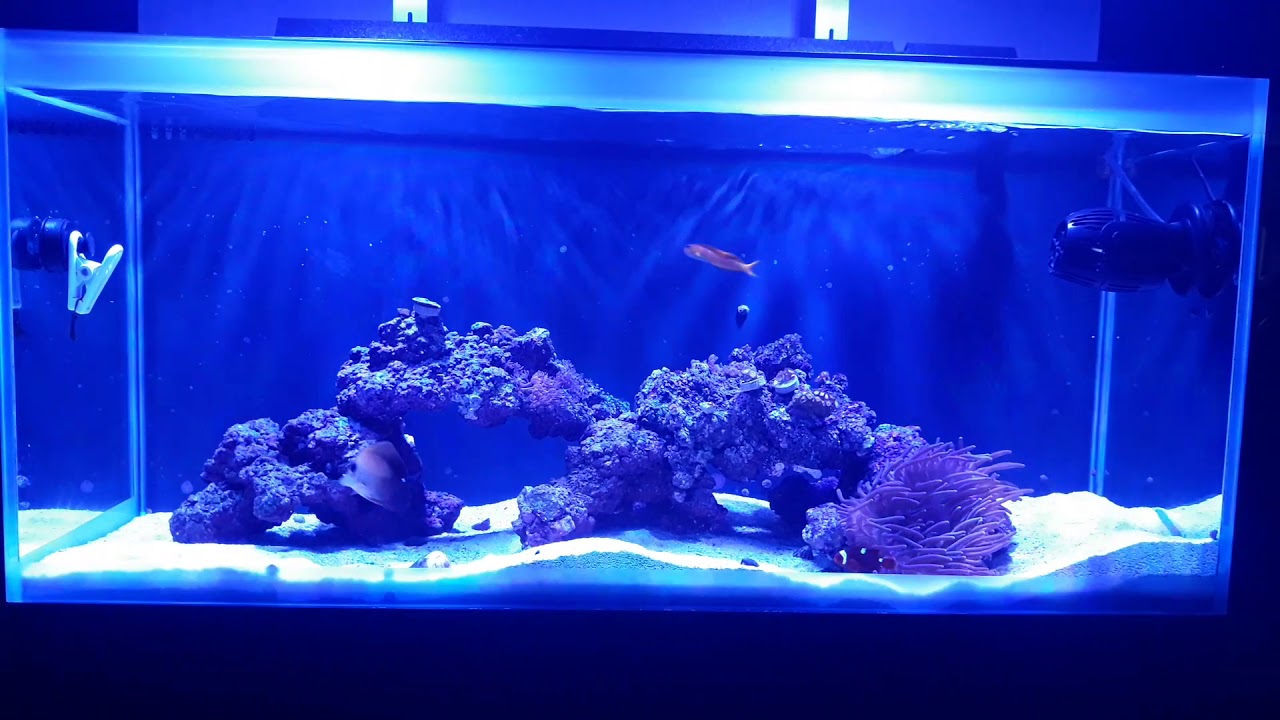 Saltwater tank - YouTube