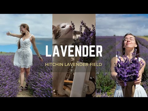 Hitchin Lavender Field and much more      #hitchin #lavender #2023 #viral #lavenderflower #uk #fyp