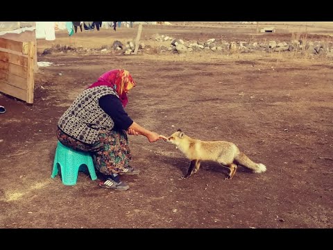 Aç tilkiyi 4 aydır elleriyle besliyor
