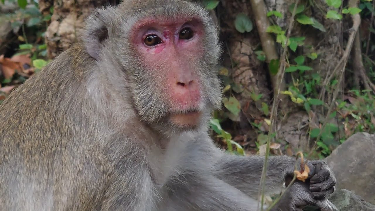 Jane monkey so real amazing for her relaxing on branch tree - YouTube
