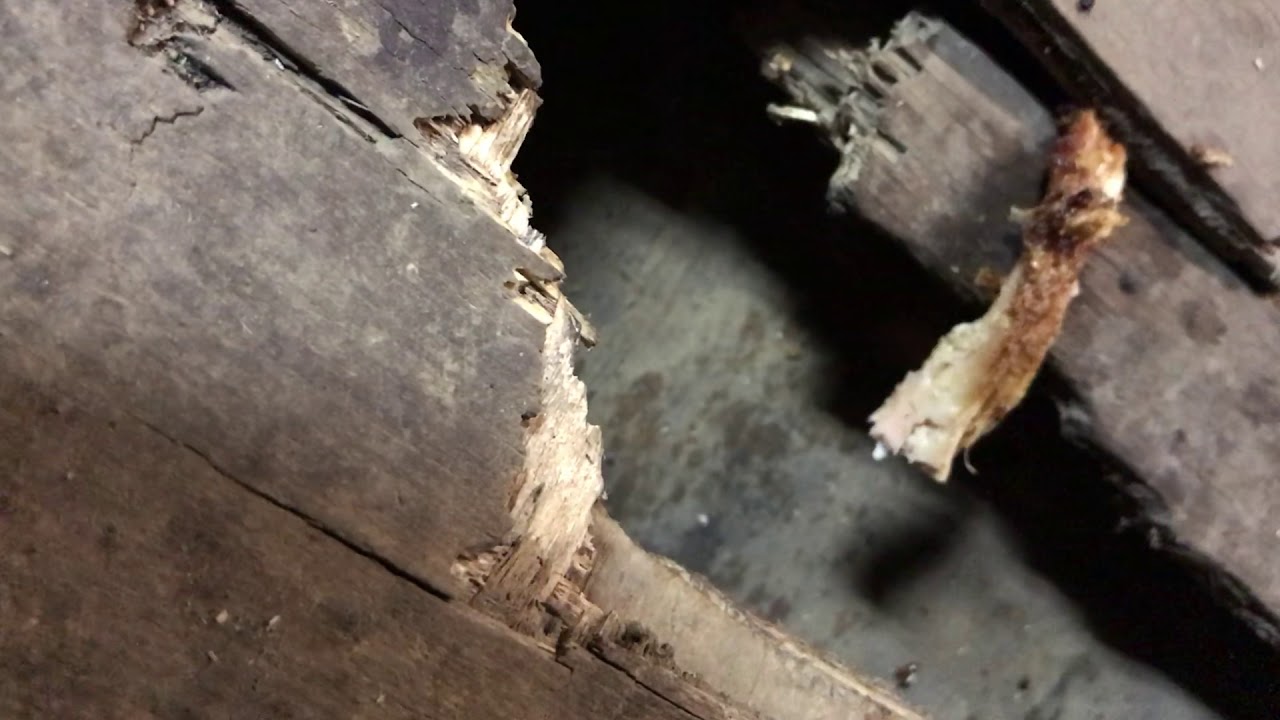 Ermine eating good food - YouTube