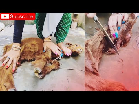 Goat slaughtered my Punjabi girl | lady butcher vlogs 