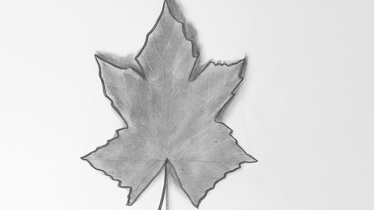 Maple Leaf Drawing || How to draw maple leaf || Easy drawing for ...