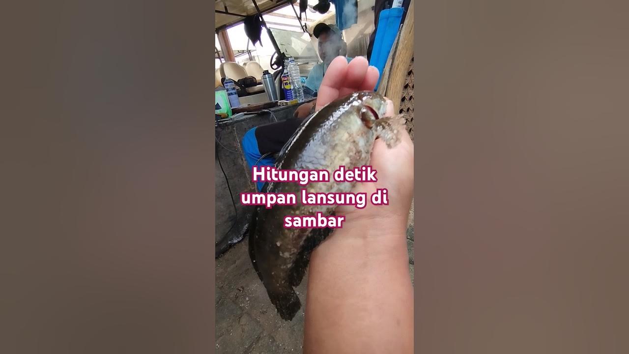 ganasnya sambaran gabus babon #mancing #bolang - YouTube
