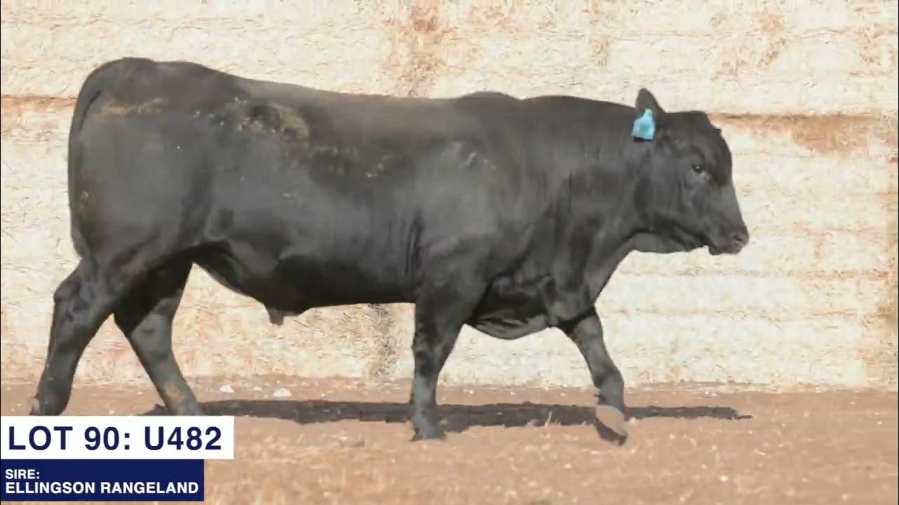 MANDAYEN LOT 90: U482 - YouTube