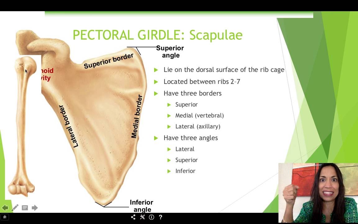 Articulated Shoulder Pectoral Girdle Purposegames