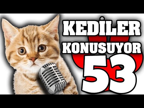 Konuşan Pisiler 53 - En Komik Kedi Videoları