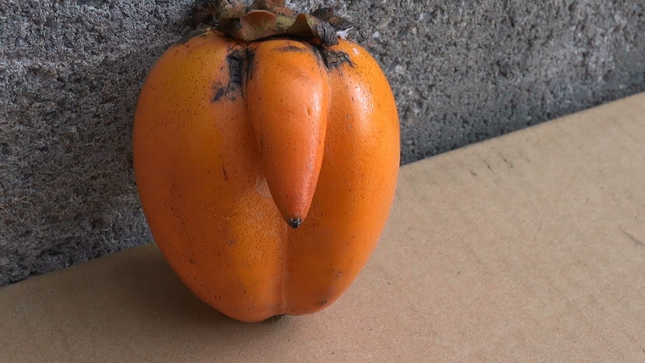 Funny Shaped Japanese Persimmon - YouTube