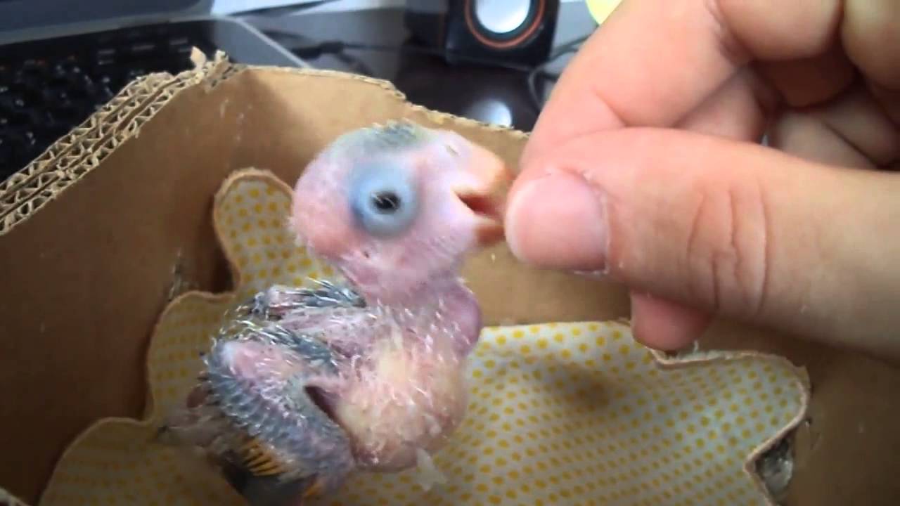 Filhote de periquito verde ou maritaca - 22 dias de vida! - YouTube