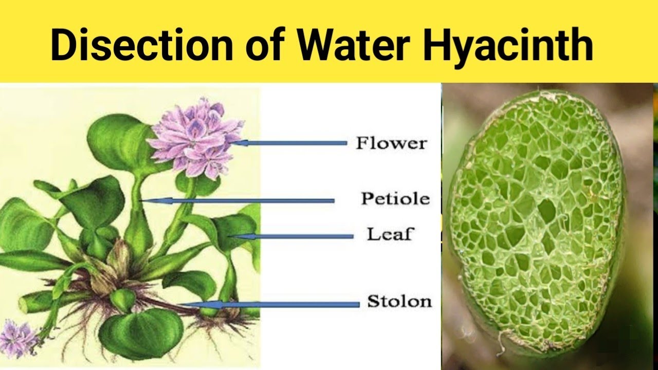 Disection of Water Hyacinth // Aerenchyma Tissue // Hydrophytes - YouTube