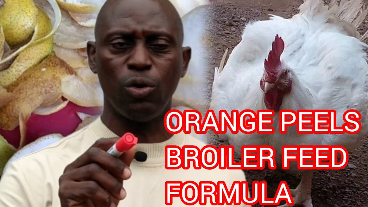 How To Make Broiler Chicken Starter Feed Formula Using Orange Peel And how-to-make-broiler-chicken-starter-feed-formula-using-orange-peel-and