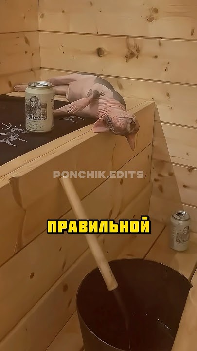 Коты парятся в бане!😳 #shоrts #short - YouTube