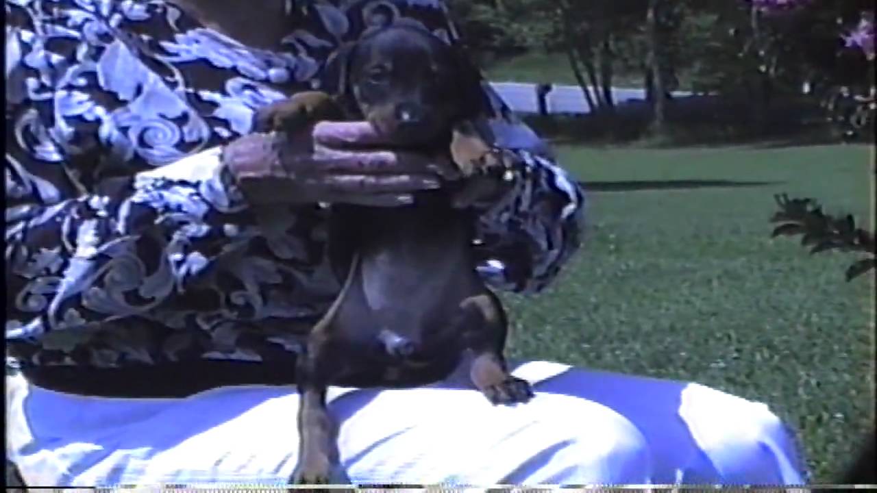 DOBERMAN PINSCHER PUPPIES ( INTERNATIONAL KIMBERTAL LITTER ) ! - YouTube