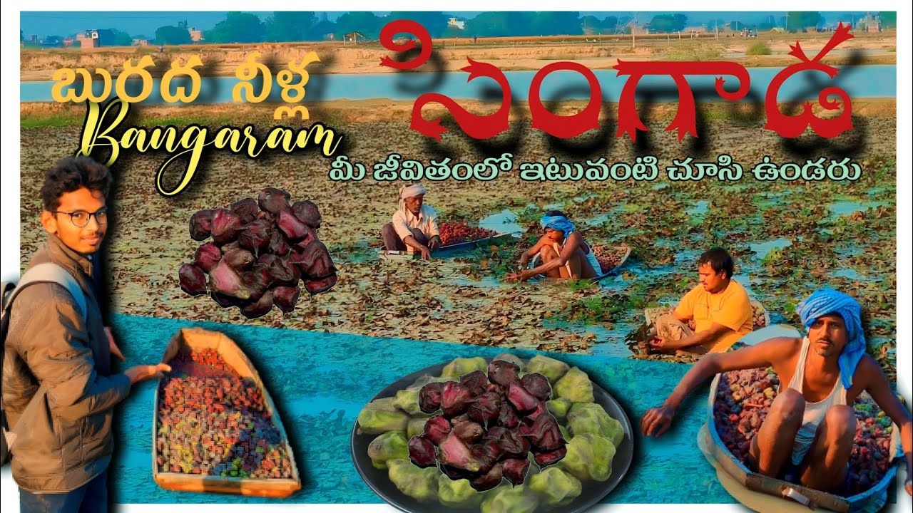 Natural water chestnut Farming| Telugu vlogs from Uttarpradesh | Mini ...
