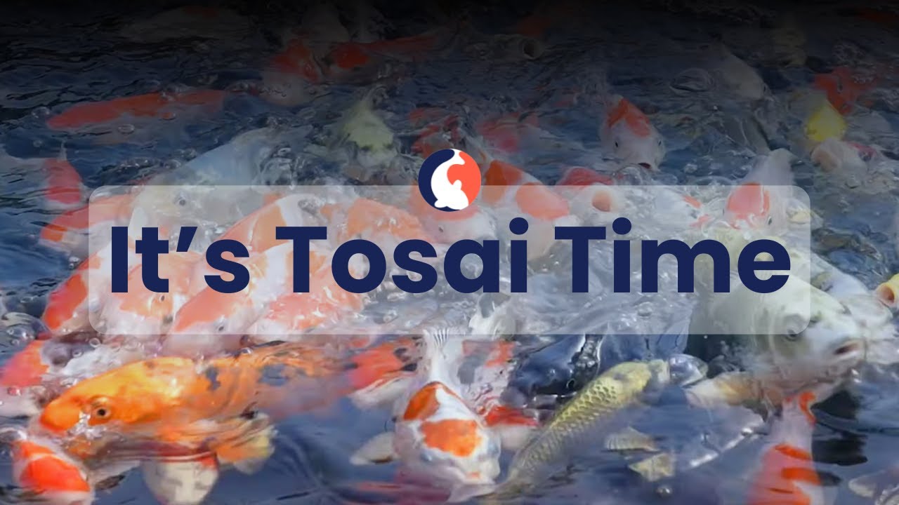 Exclusive Saito Fish Farm Tosai & Marudo Chagoi Release | Japanese Koi ...