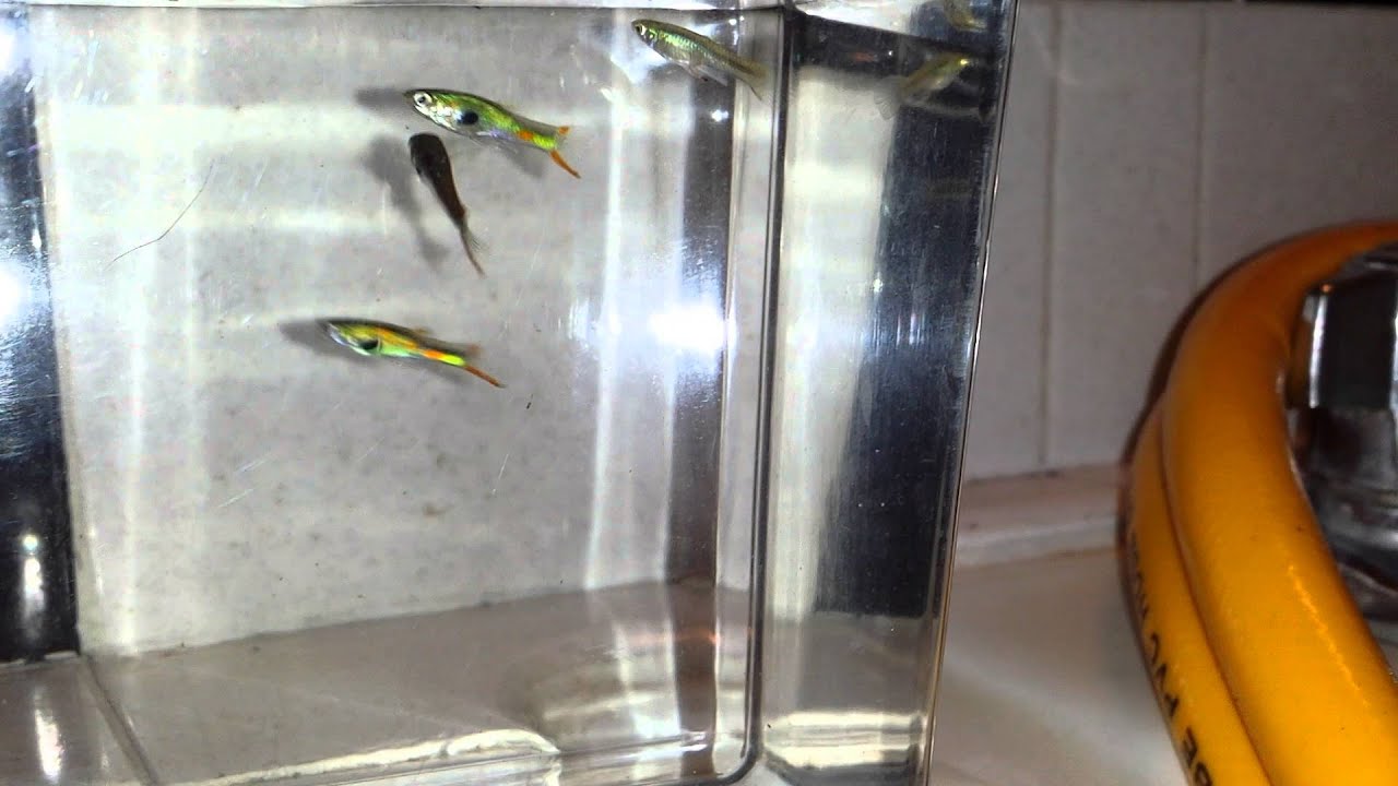 Lime Green Endlers - YouTube