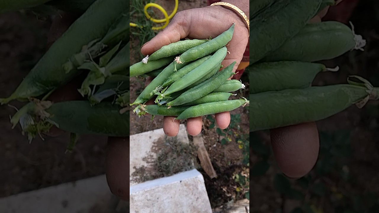 Fresh Home Grown Vegetables from Kodaikanal to Chennai - YouTube