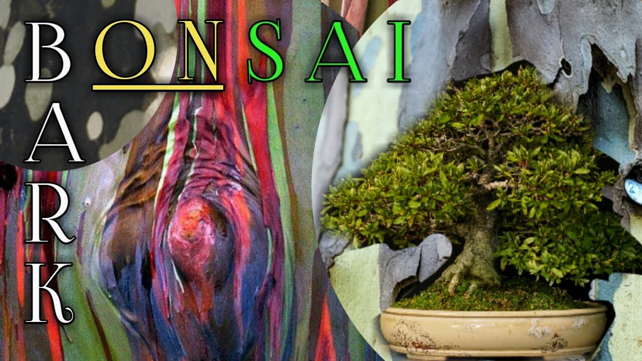 Bonsai . amazing textures of bark - YouTube