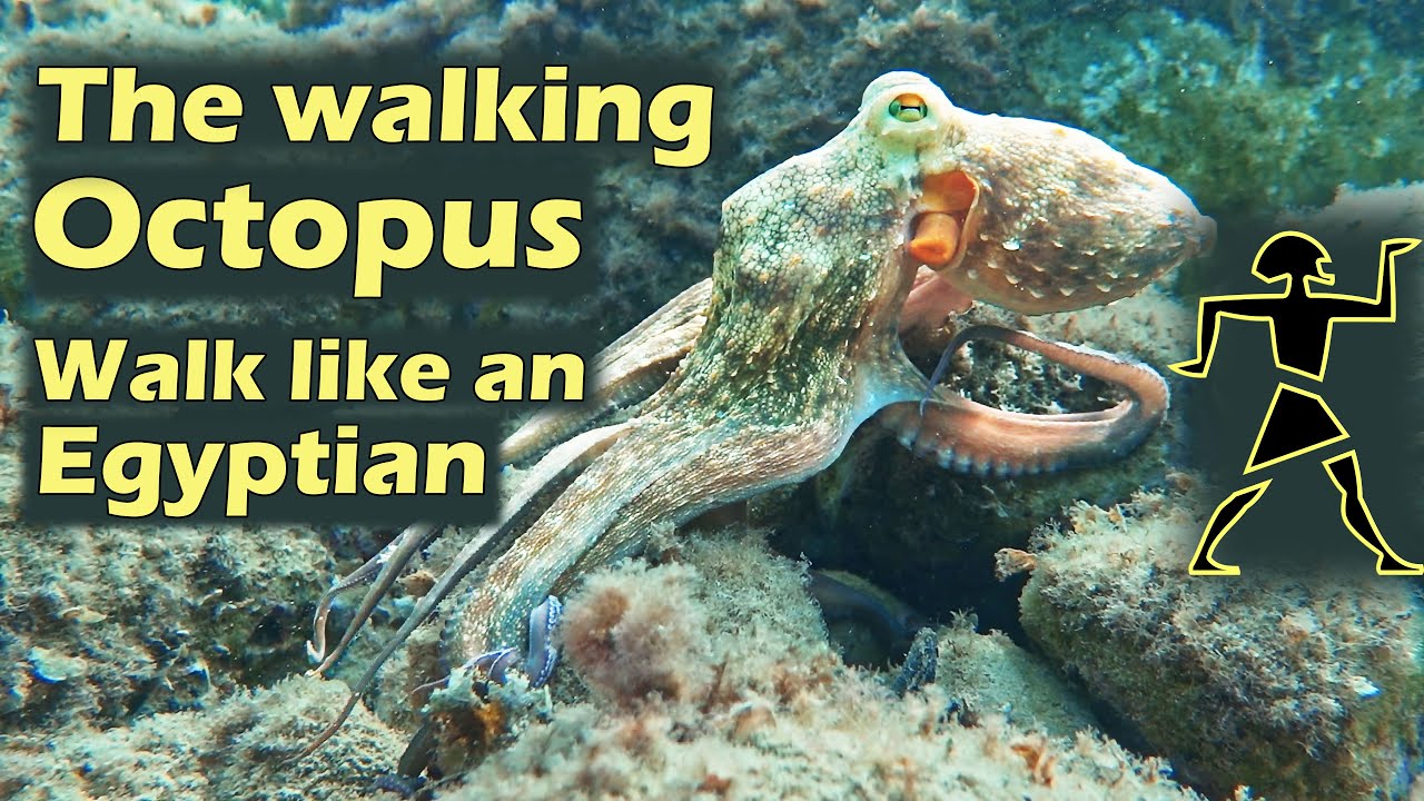 Octopus special walk - Secrets of the Octopus - Octopus Teacher - YouTube