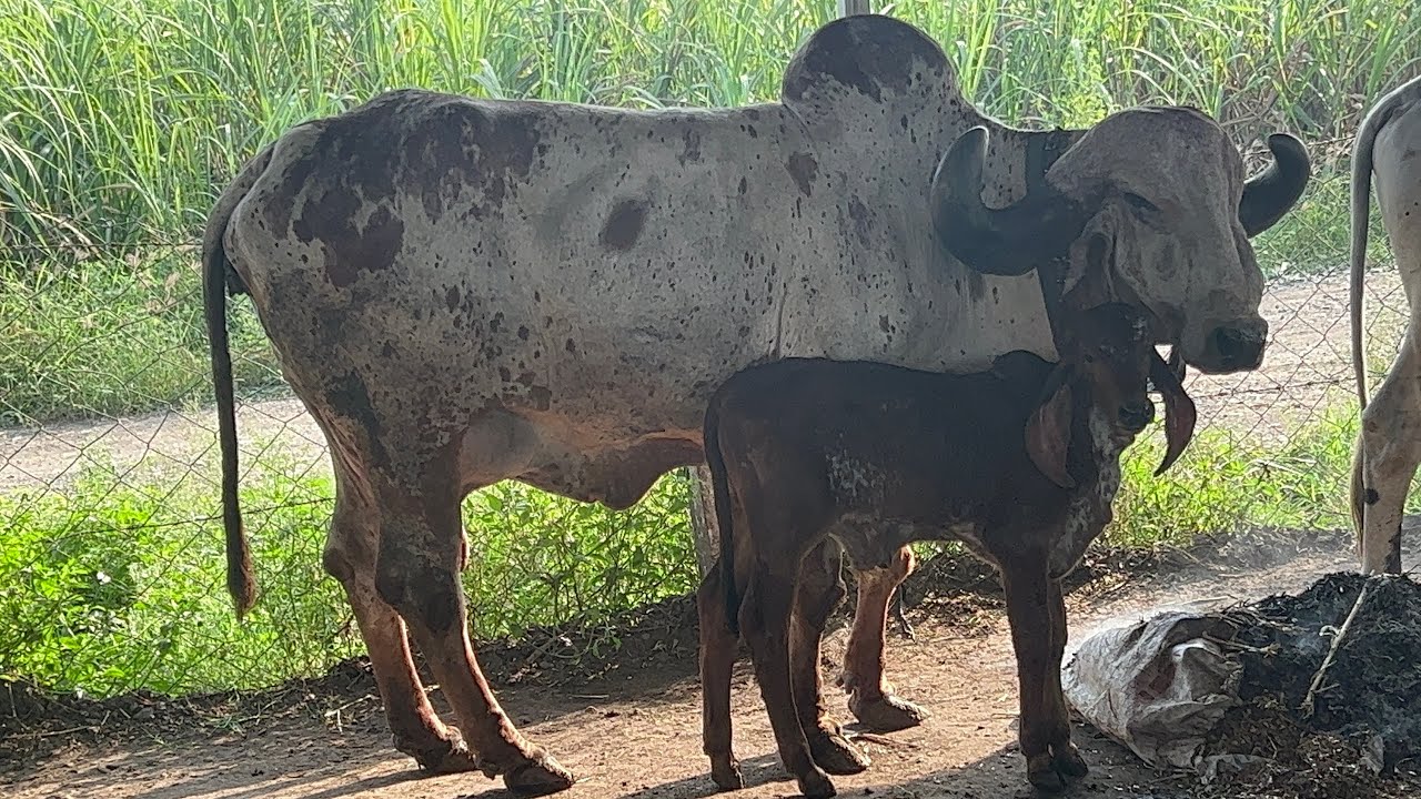 Jamna Gir Gowshala 9898717154 - YouTube