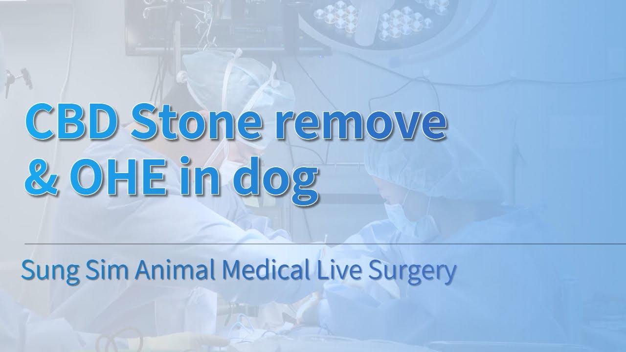 [Warning] CBD Stone remove & OHE in dog Sung Sim Animal Medical Live ...