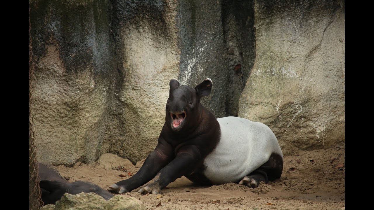 Attack tapirs at night when tapirs leave the water | Mahdi shots | Feb ...