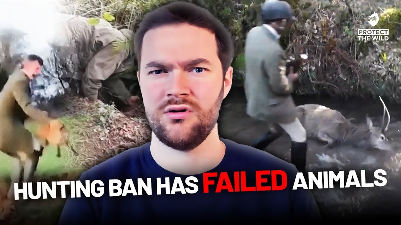 Why the Hunting Ban has failed animals 20 years on - YouTube