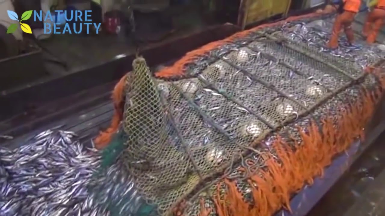 Fishing video - Deep Sea With Big Boat - Amazing Fish Processing Line ...
