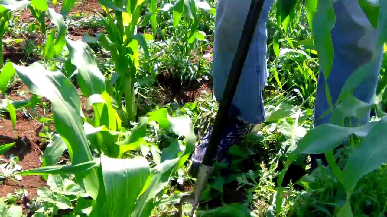 Hoeing Corn - YouTube