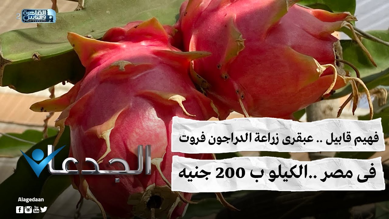 فهيم قابيل عبقرى زراعة الدراجون فروت فى مصر الكيلو ب ٢٠٠ جنيه Youtube