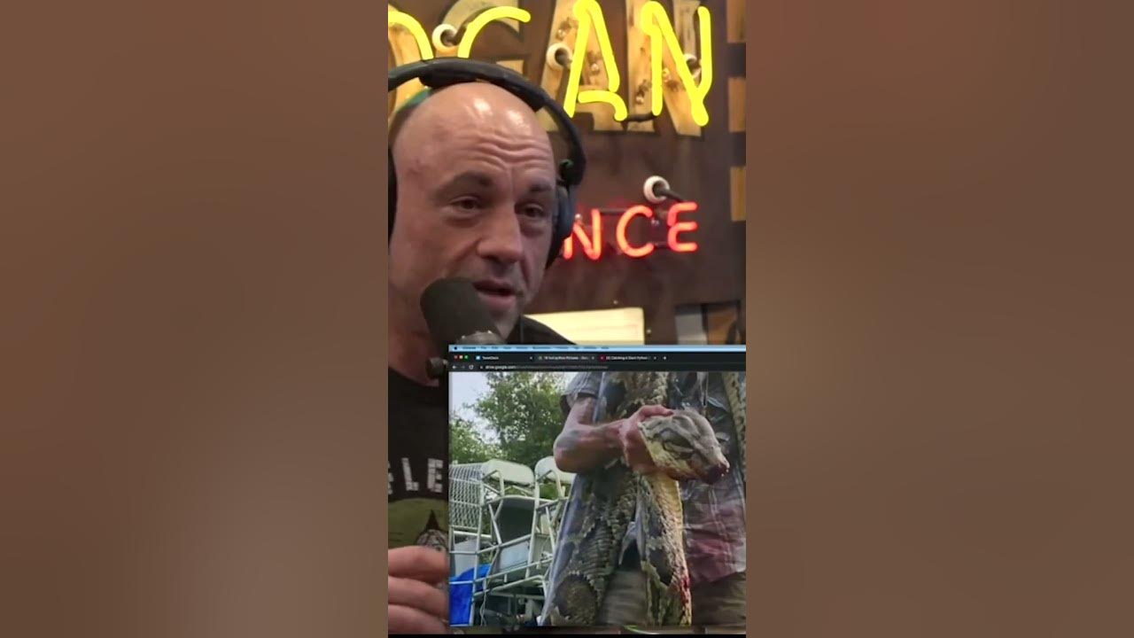 Giant Pythons Vs Alligators Epic Rescues Caught on Camera - YouTube