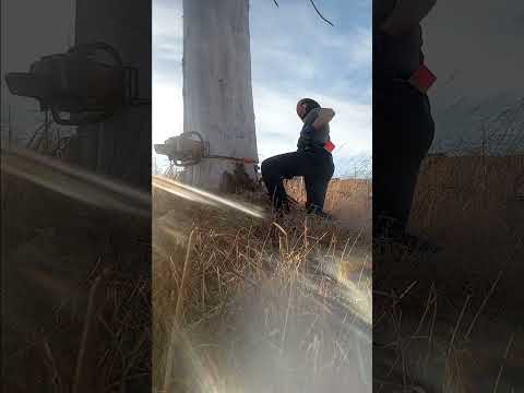 KK Cutting, Chainsaw Lunatic/ Jacking Sitka Spruce Forest Burn Snag ...