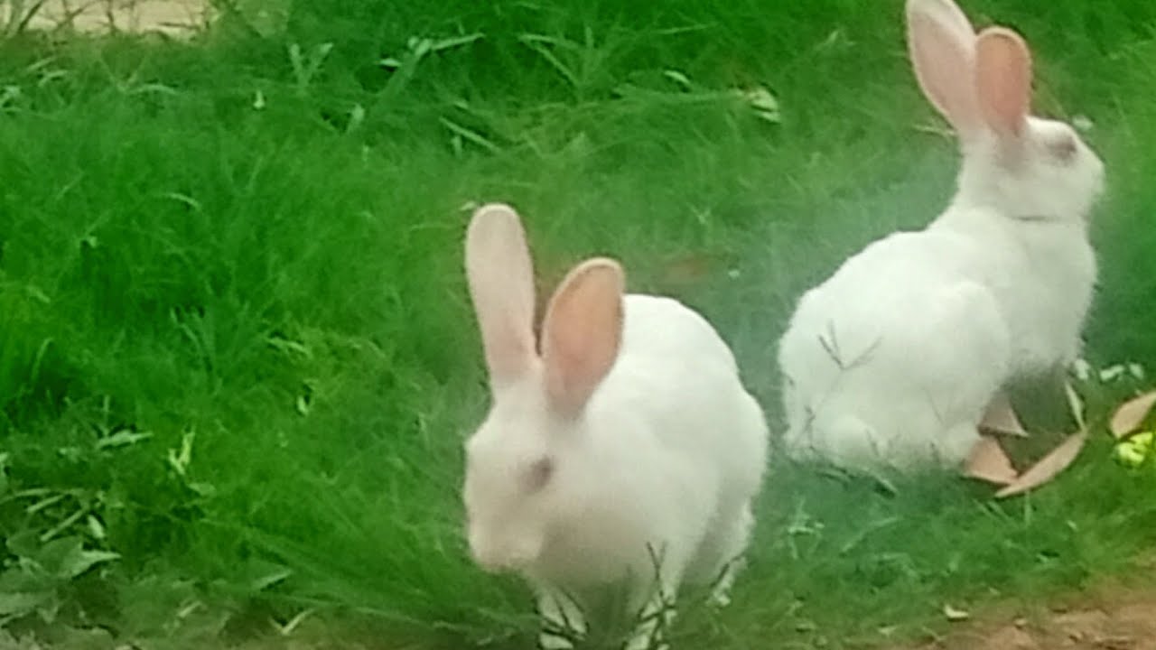 my cute rabbits । cute animals ।@u kiran joy । - YouTube