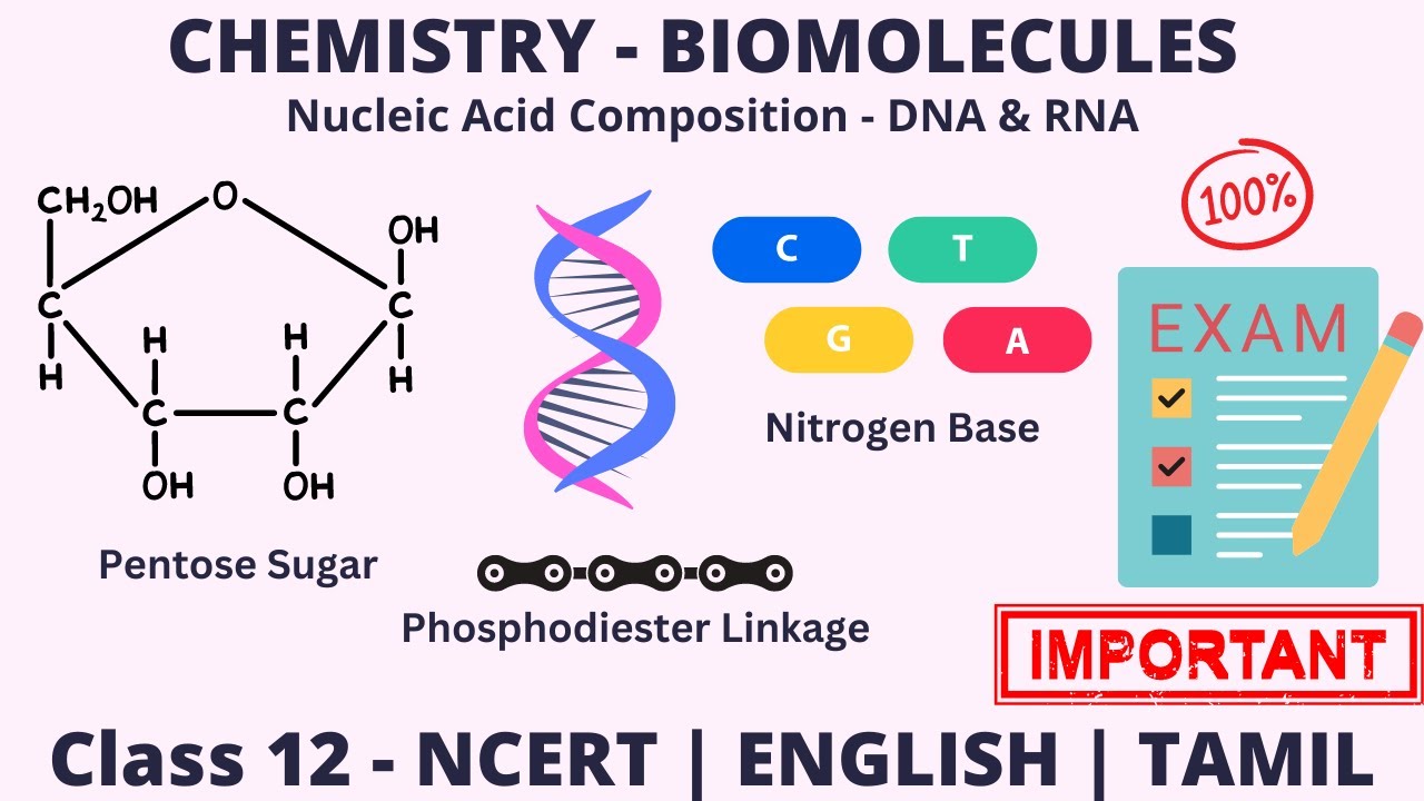 Biomolecules | Nucleic Acid - Composition | Grade 12 | Chemistry | CBSE ...
