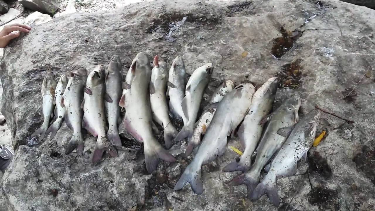 carnadas para bagre de rio - YouTube