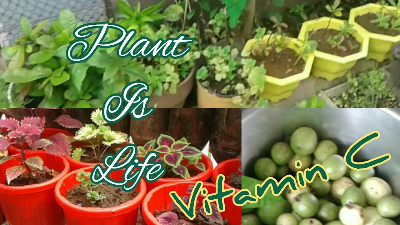 Mini jungle+Guava picking - YouTube