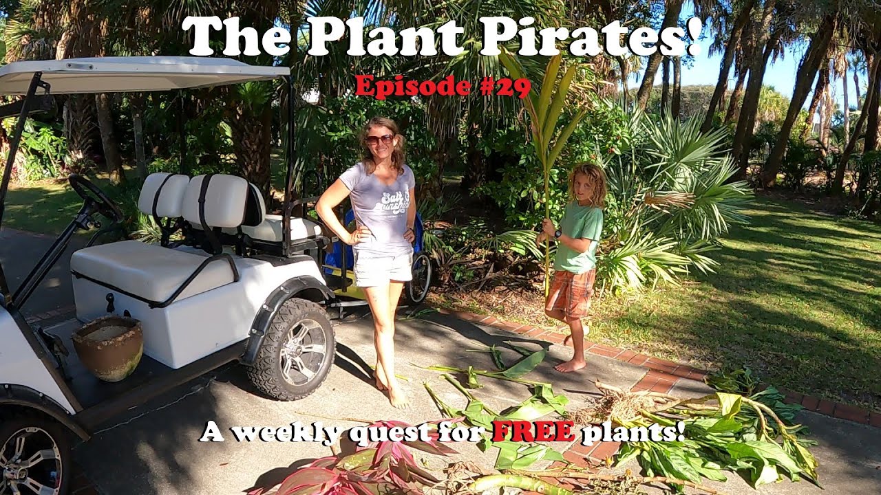 Finding FREE Plants Every Week! |The Plant Pirates Episode #29 - YouTube
