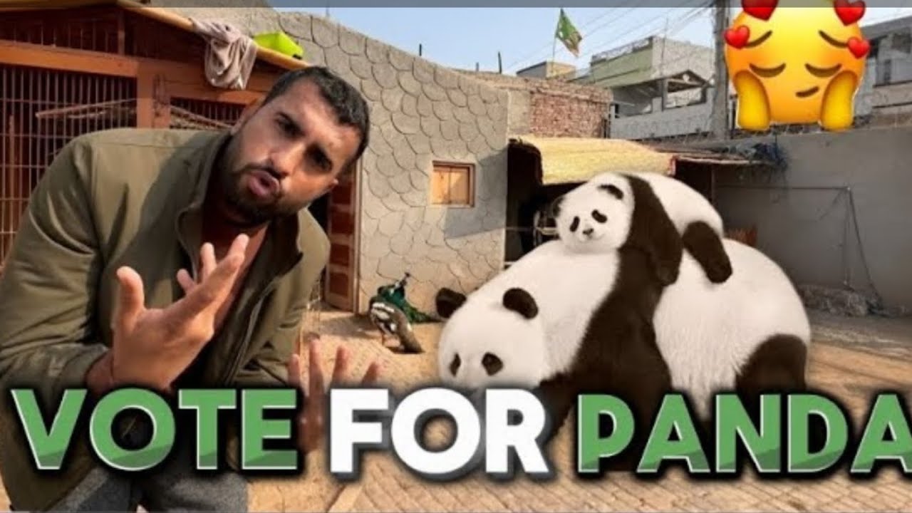 😀vote for panda 🐼|@shehrmaindihat for editing 📸 - YouTube