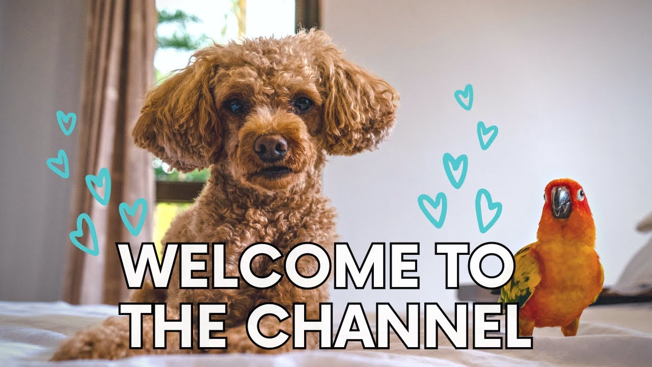 Welcome to our channel | Lambo and Mango - YouTube