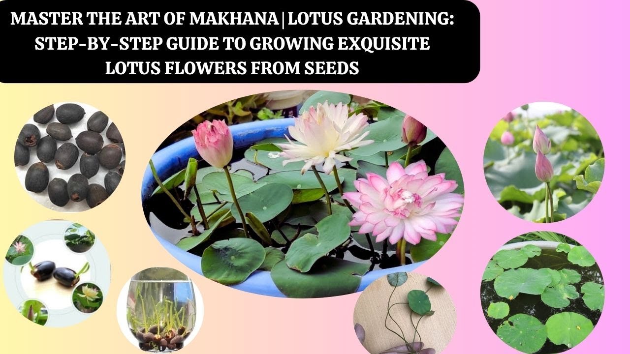 Master the Art of Makhana | Lotus Gardening Step by Step Guide to ...
