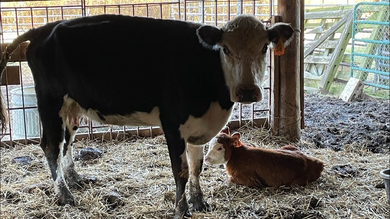 Cow-Calf Pairs! - YouTube