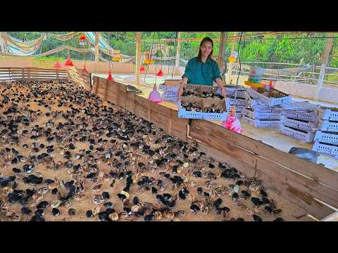 Raising chickens - Easy and effective ways to raise healthy chicks.