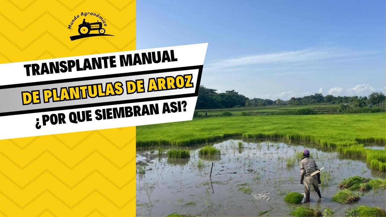 Ventajas y Desventajas del Transplante Manual de Arroz, Roni Díaz👨🏻‍🌾 ...
