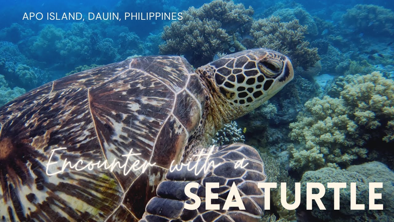 Amazing Uncut Footage! | Sea Turtle | Scuba Diving | Apo Island | Dauin ...