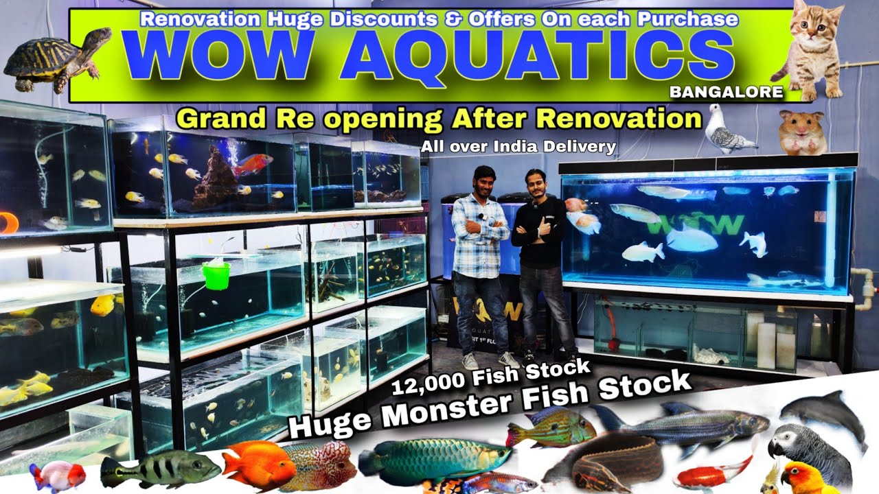 Wow Aquatics Fish Shop Full tour With fish Prices , New shop Grand Re ...