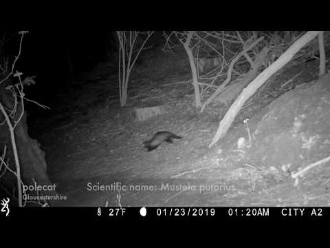 Polecat captured on camera one of the rarest in Britain
