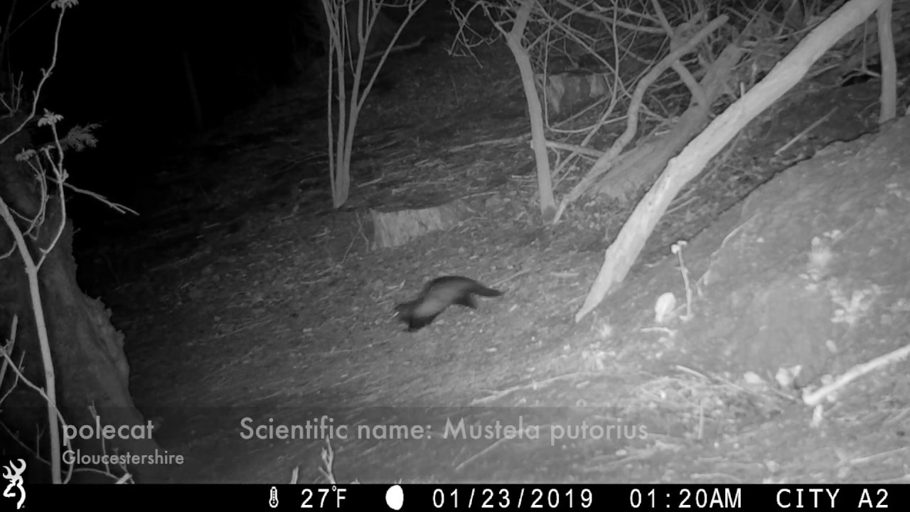 Polecat captured on camera one of the rarest in Britain - YouTube