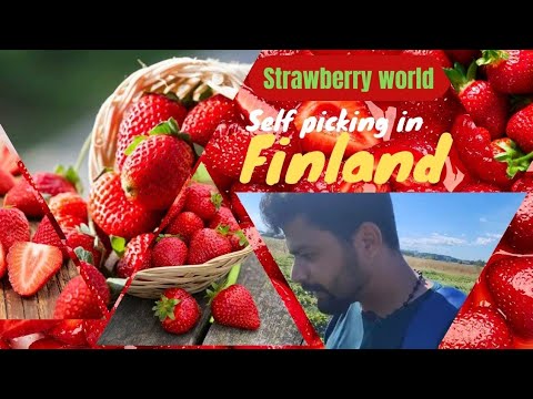 SelfPicking Strawberries from farm | World of Queen of fruits | Finland ...