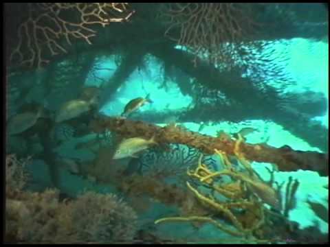 Creating Marine Habitat The Artificial Reef part 2 - YouTube