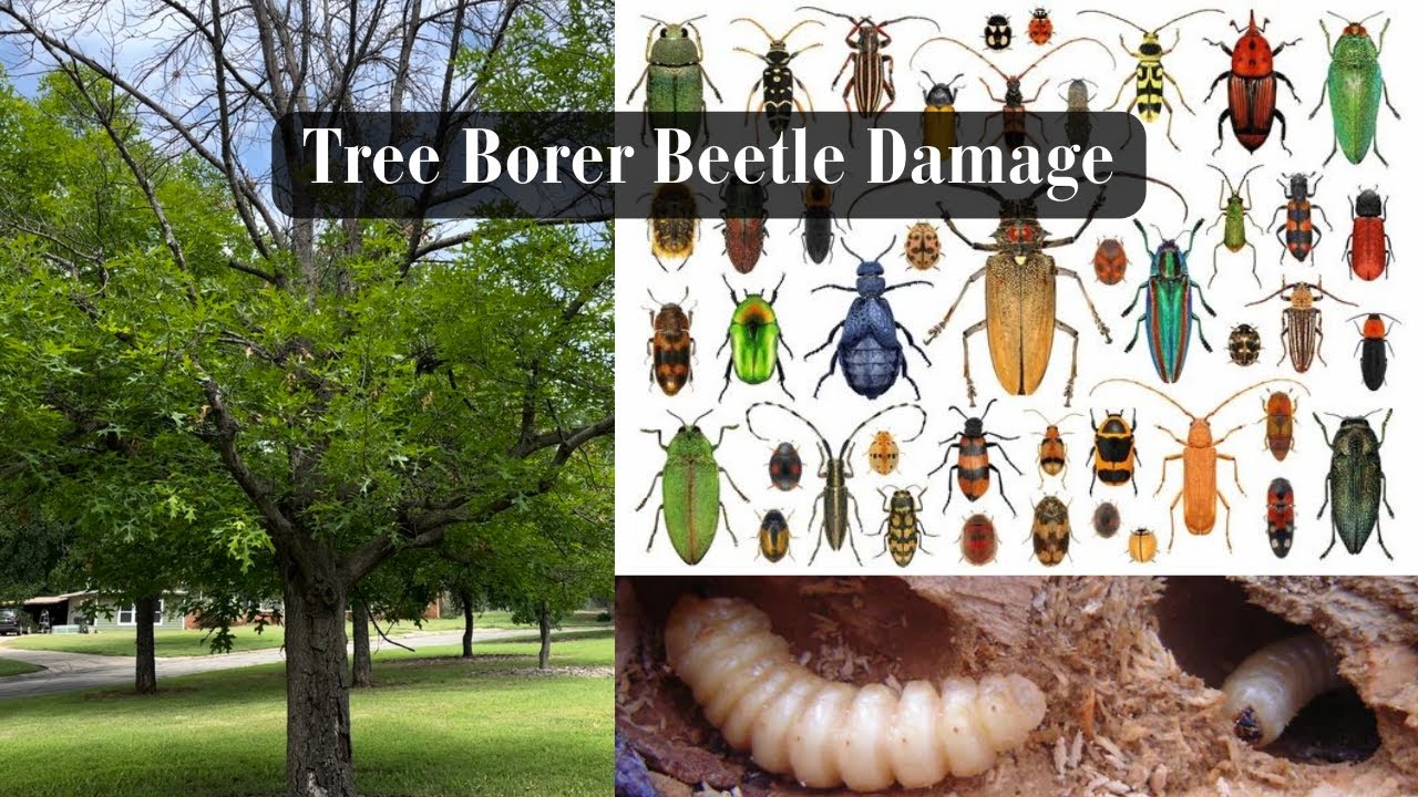 Tree Borer Beetle Damage🌳 - YouTube